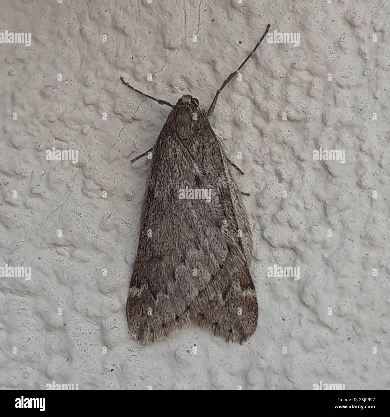 March Moth (Alsophila aescularia), Insecta, 30-551 Kraków, Polska Stock ...
