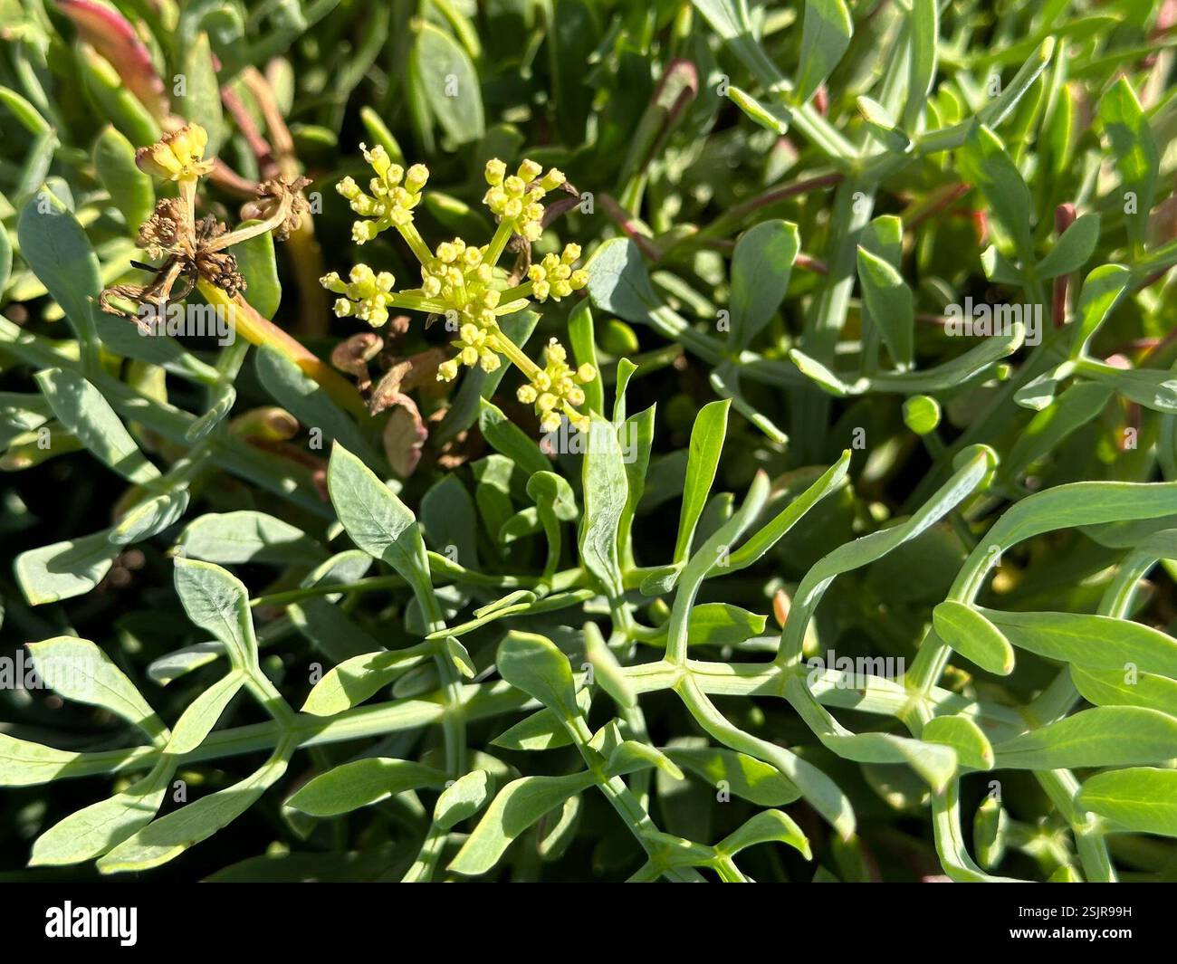 rock samphire (Crithmum maritimum), Plantae, Caesarea National Park ...