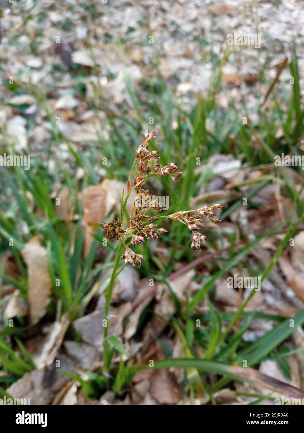 Great Woodrush (Luzula sylvatica), Plantae, 38590 Saint-Étienne-de ...