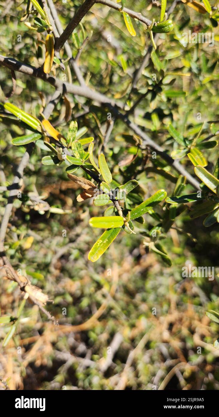 Desert Caper (Atamisquea emarginata), Plantae, Bahía de Loreto, Loreto ...