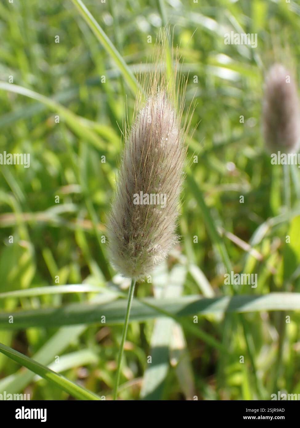 Hare's Tail Grass (Lagurus ovatus), Plantae, Barneville-Carteret ...