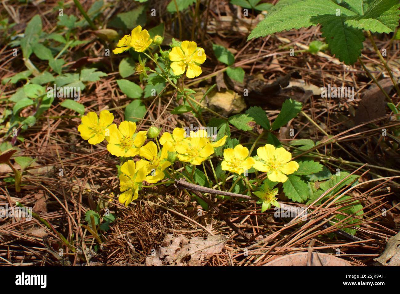 Sunny-place cinquefoil (Potentilla fragarioides), Plantae ...