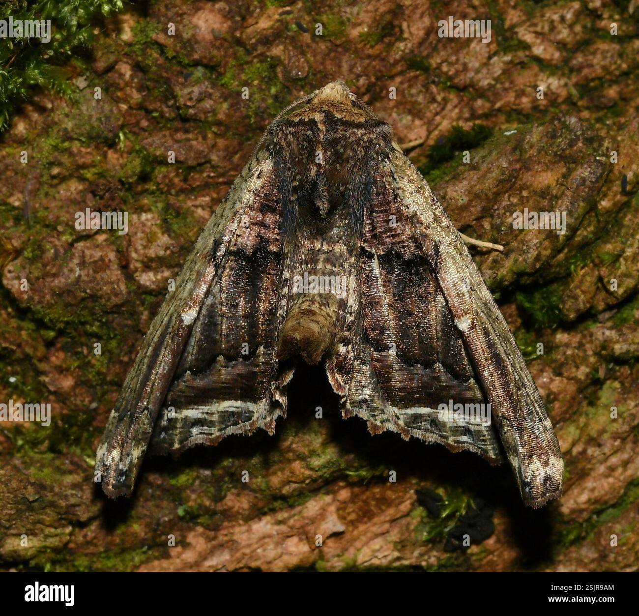 Butterflies and Moths (Lepidoptera), Insecta, Guango Lodge, Papallacta ...