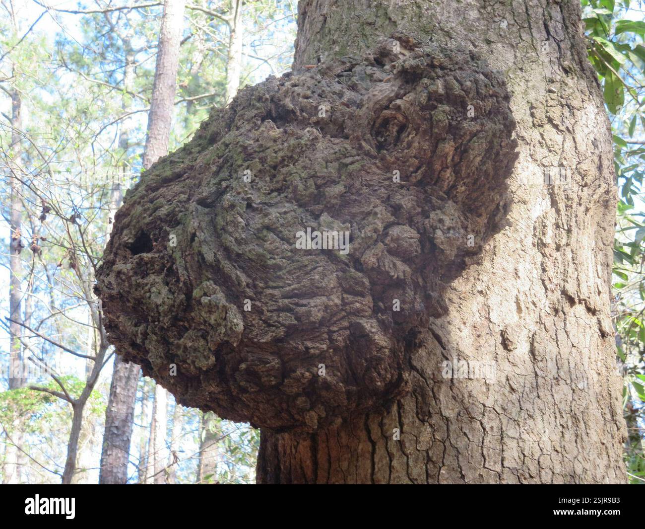 bacterial crown gall (Agrobacterium radiobacter), , Windsor Forest ...