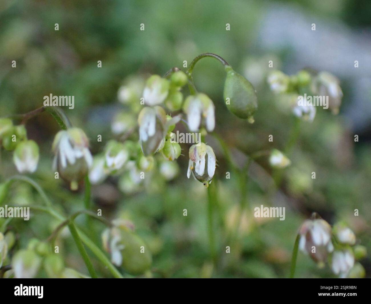 Common Whitlowgrass (Draba verna), Plantae, Fairfield, Victoria, BC ...