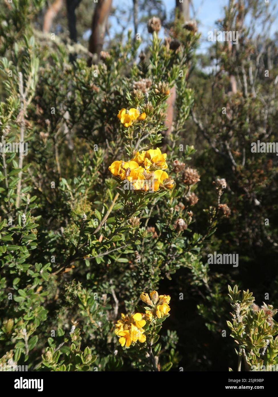 golden shaggy-pea (Oxylobium ellipticum), Plantae, Poatina Road ...