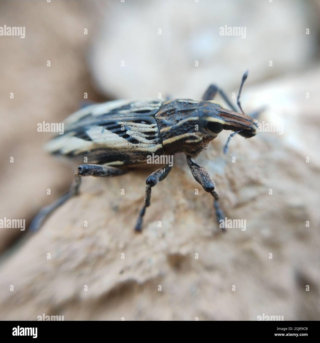 (Coniocleonus nigrosuturatus), Insecta, 1137 Pancharevo, Bulgaria Stock ...