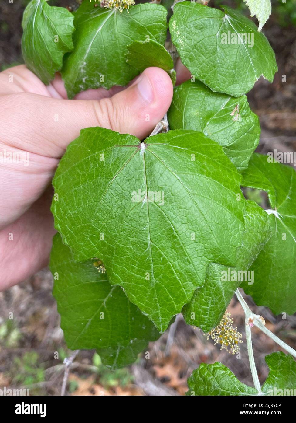 mustang grape (Vitis mustangensis), Plantae, San Antonio River, San ...
