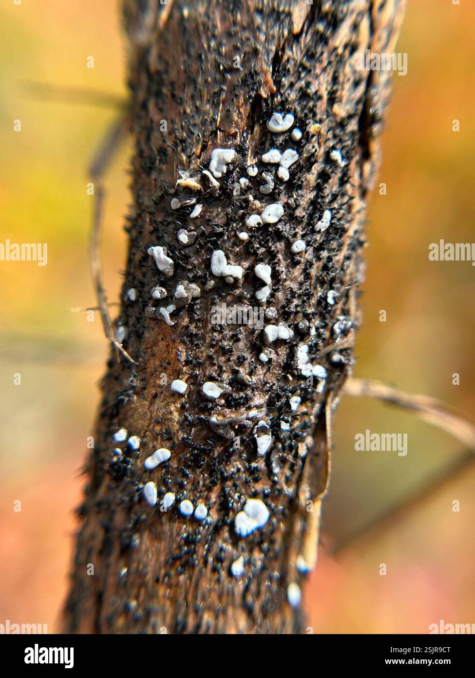 (Propolis), Fungi, Pecho Rd, Los Osos, CA, US Stock Photo - Alamy