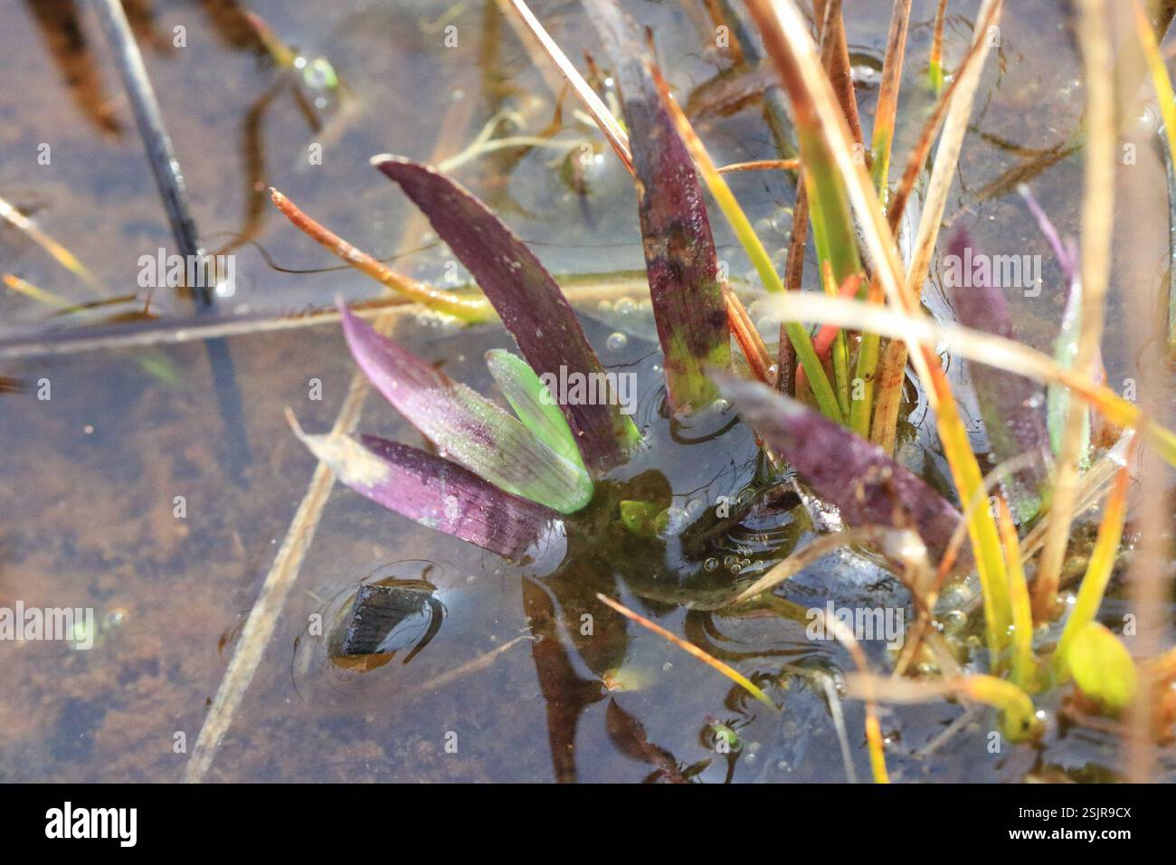 blue-eyed grasses (Sisyrinchium), Plantae, Lane, Oregon, United States ...