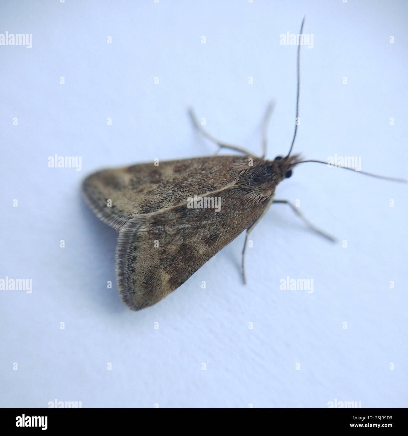 Straw-barred Pearl (Pyrausta despicata), Insecta, Kino Arena II, 1715 g ...