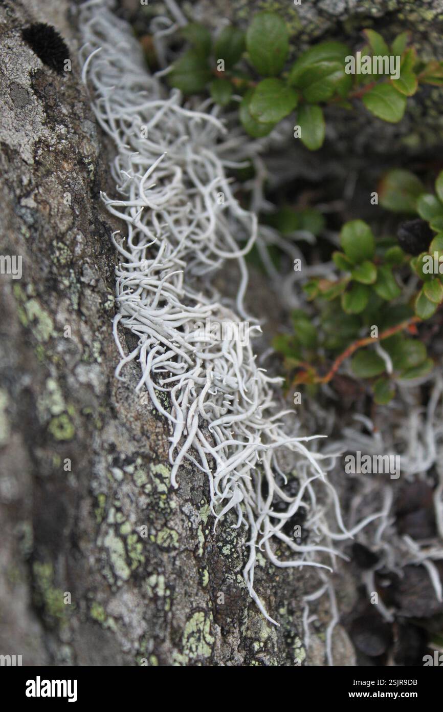 Whiteworm Lichen (Thamnolia vermicularis), Fungi, Orsières, Suisse ...