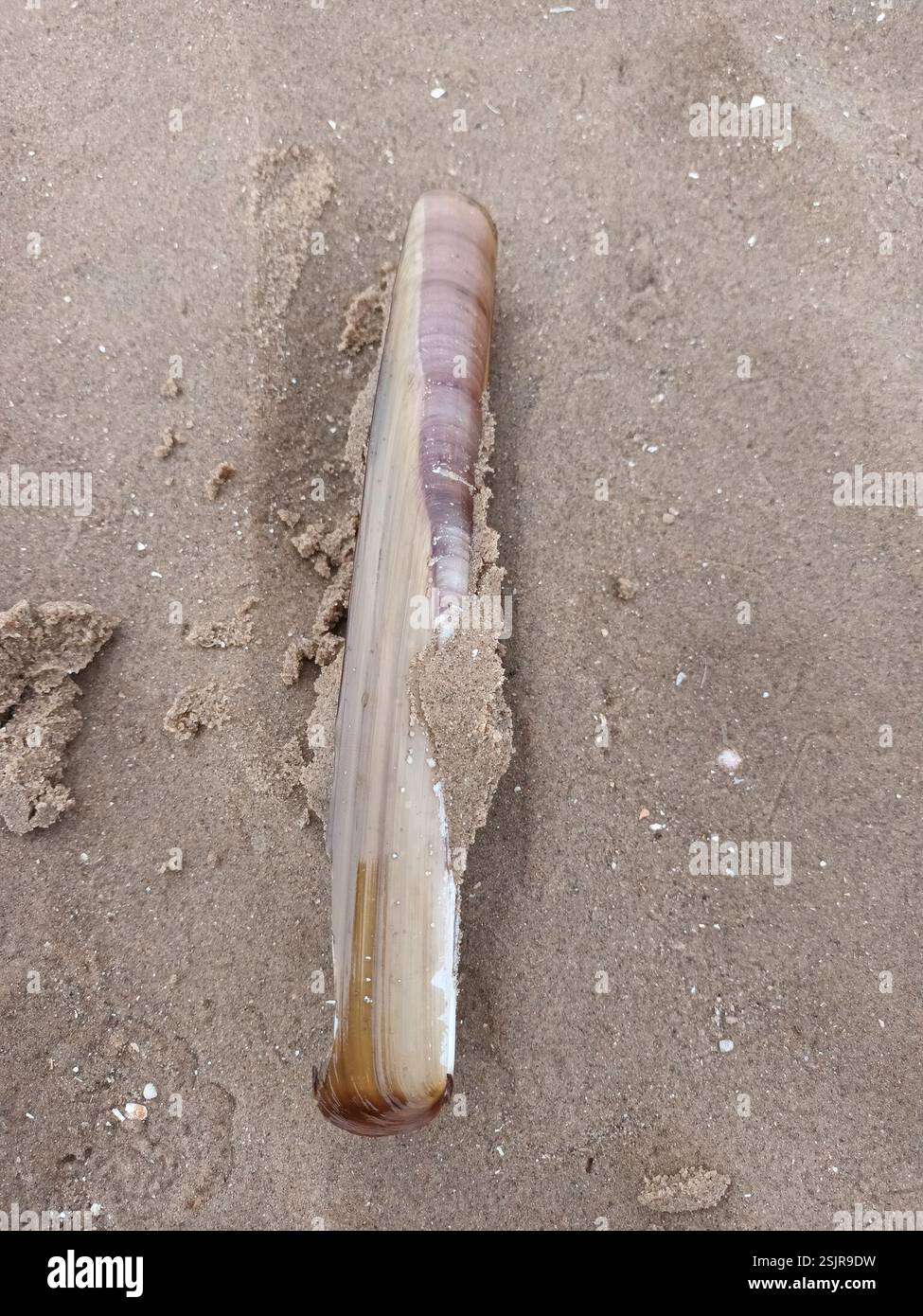 (Ensis), Mollusca, Merseyside, UK Stock Photo - Alamy