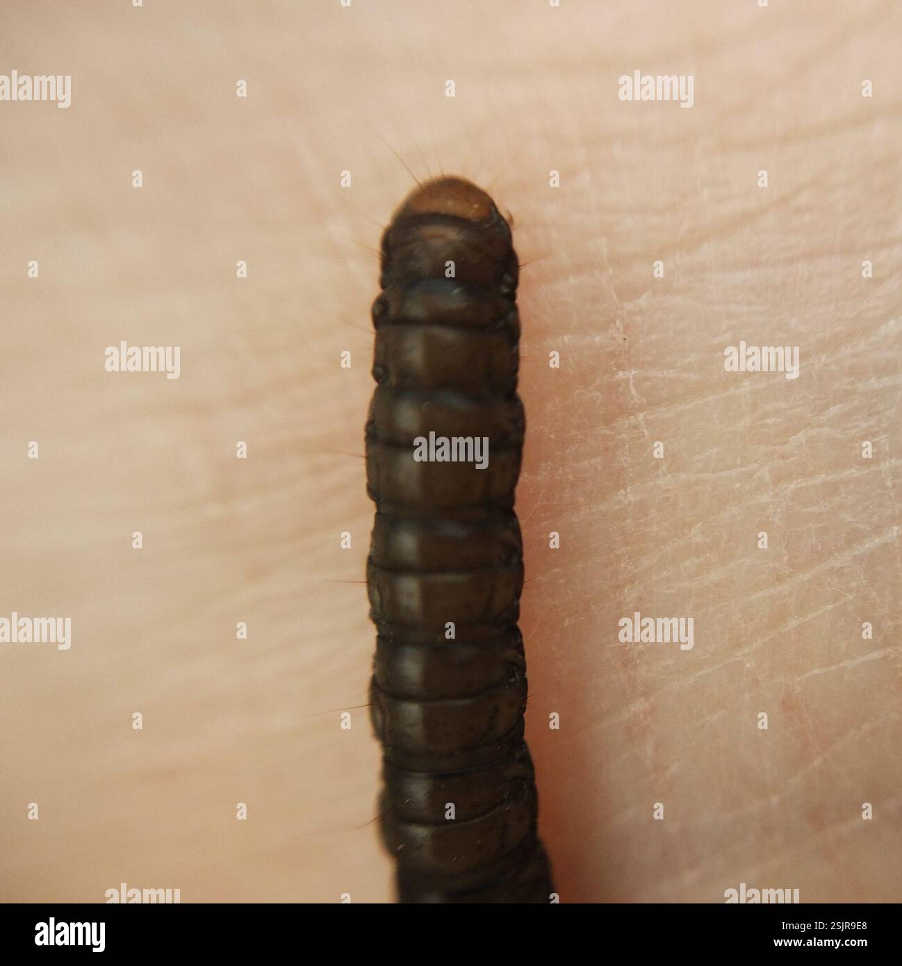 Tabby Moths (Aglossa), Insecta, Kosanin dol, Pancharevo, Bulgaria Stock ...