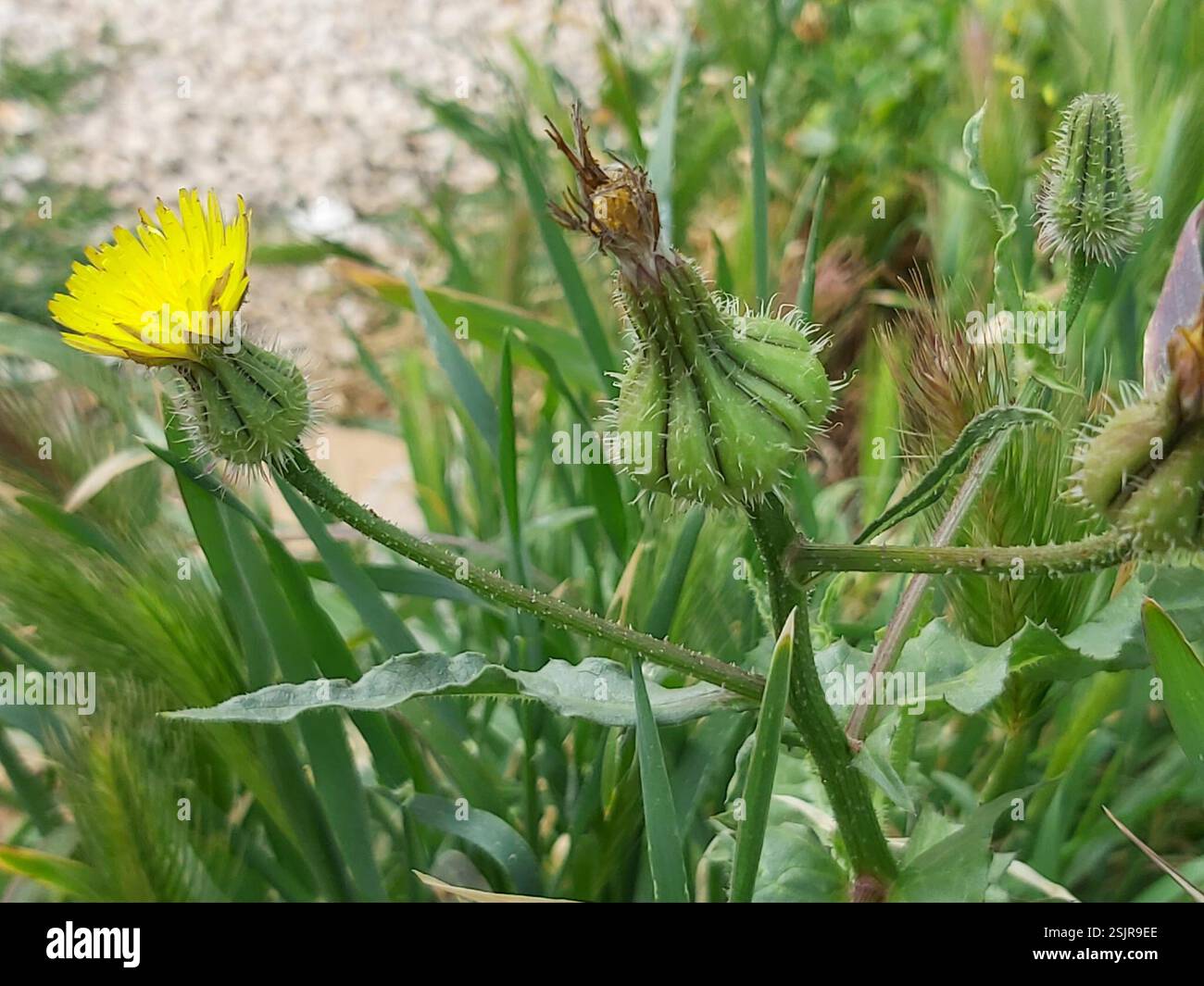 False Hawkbit (Urospermum picroides), Plantae, X9W7+6QG, Mellieħa ...