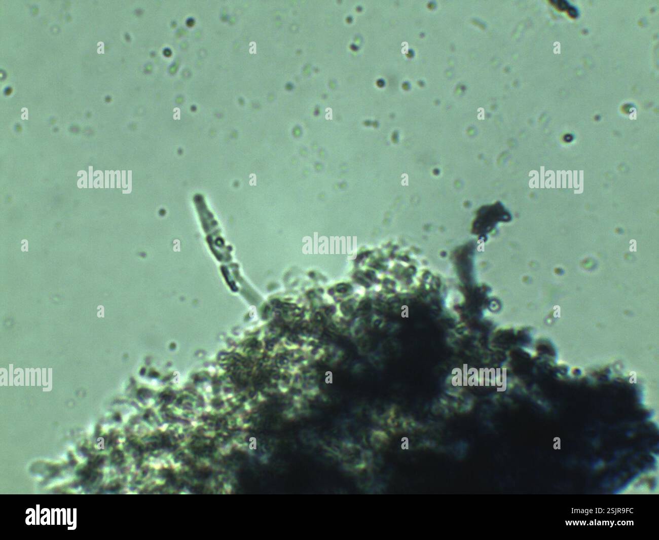 Cobalt Crust (Terana coerulea), Fungi, Herndon, VA 20170, USA, Carpinus ...