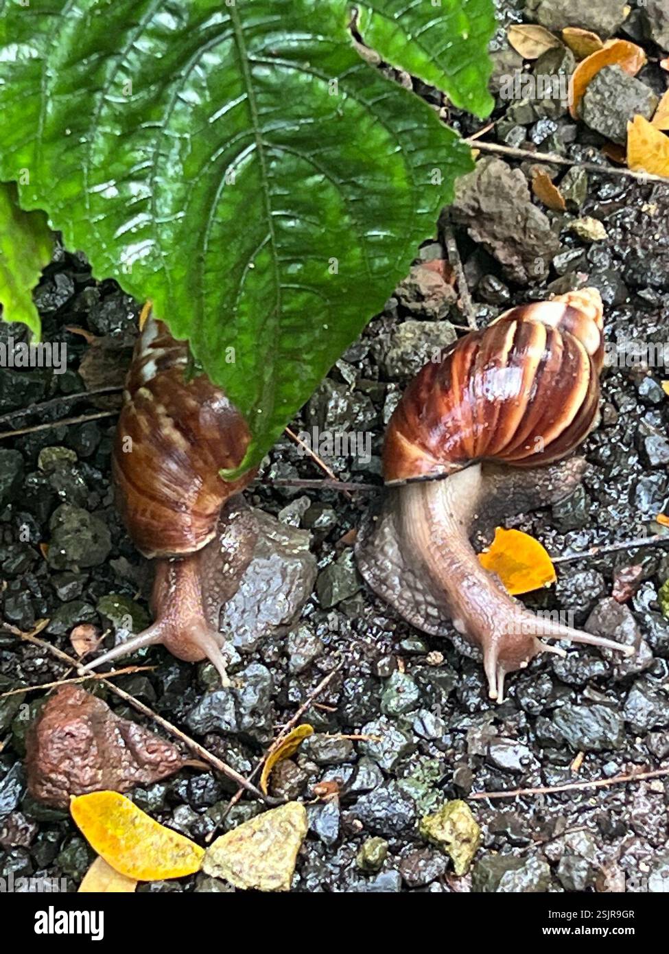 African Giant Snail (Lissachatina fulica), Mollusca, Honolulu County ...