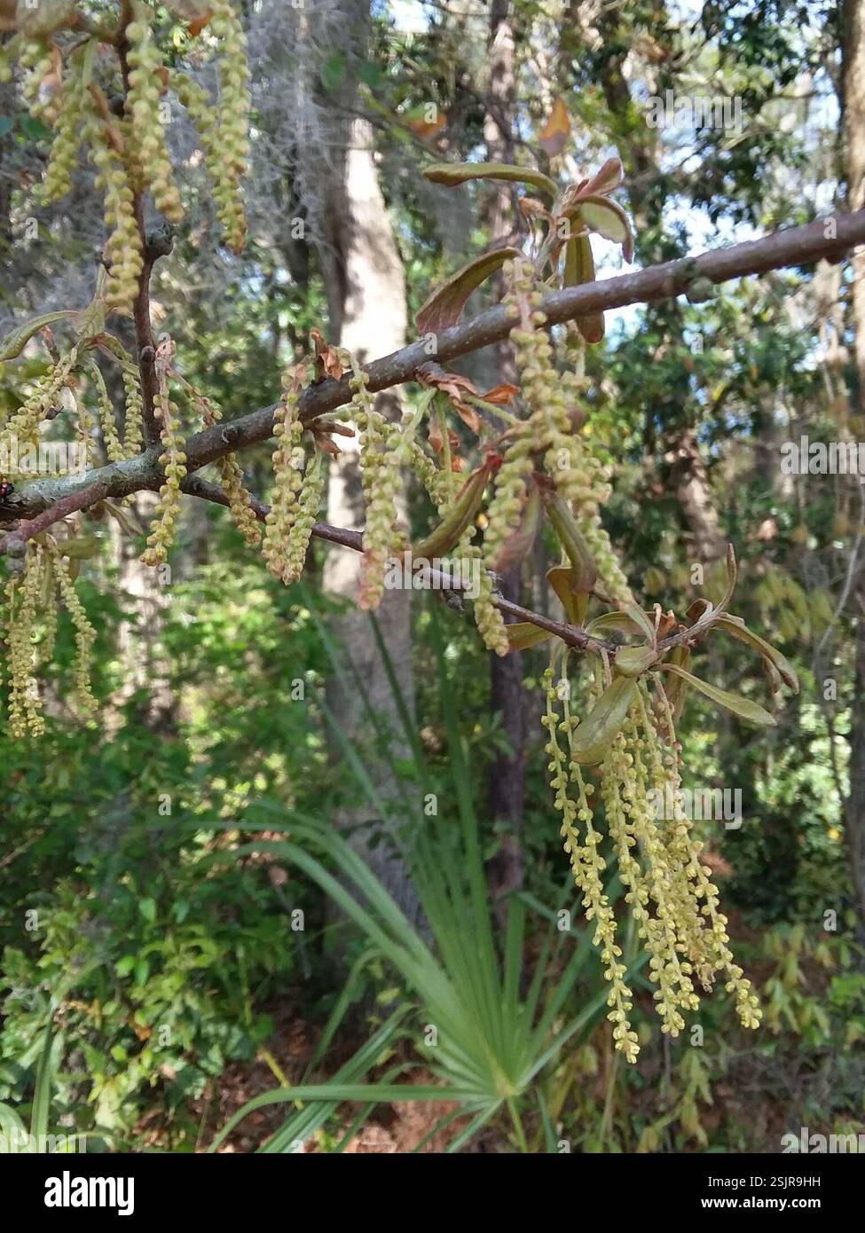 water oak (Quercus nigra), Plantae, Windsor Forest, Savannah, GA, USA ...