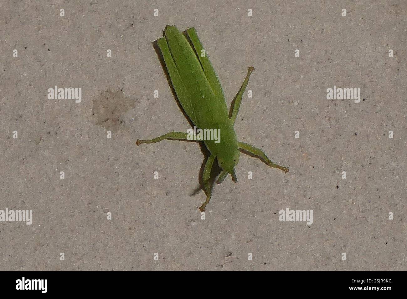 Australian Grass Pyrgomorph (Atractomorpha australis), Insecta ...
