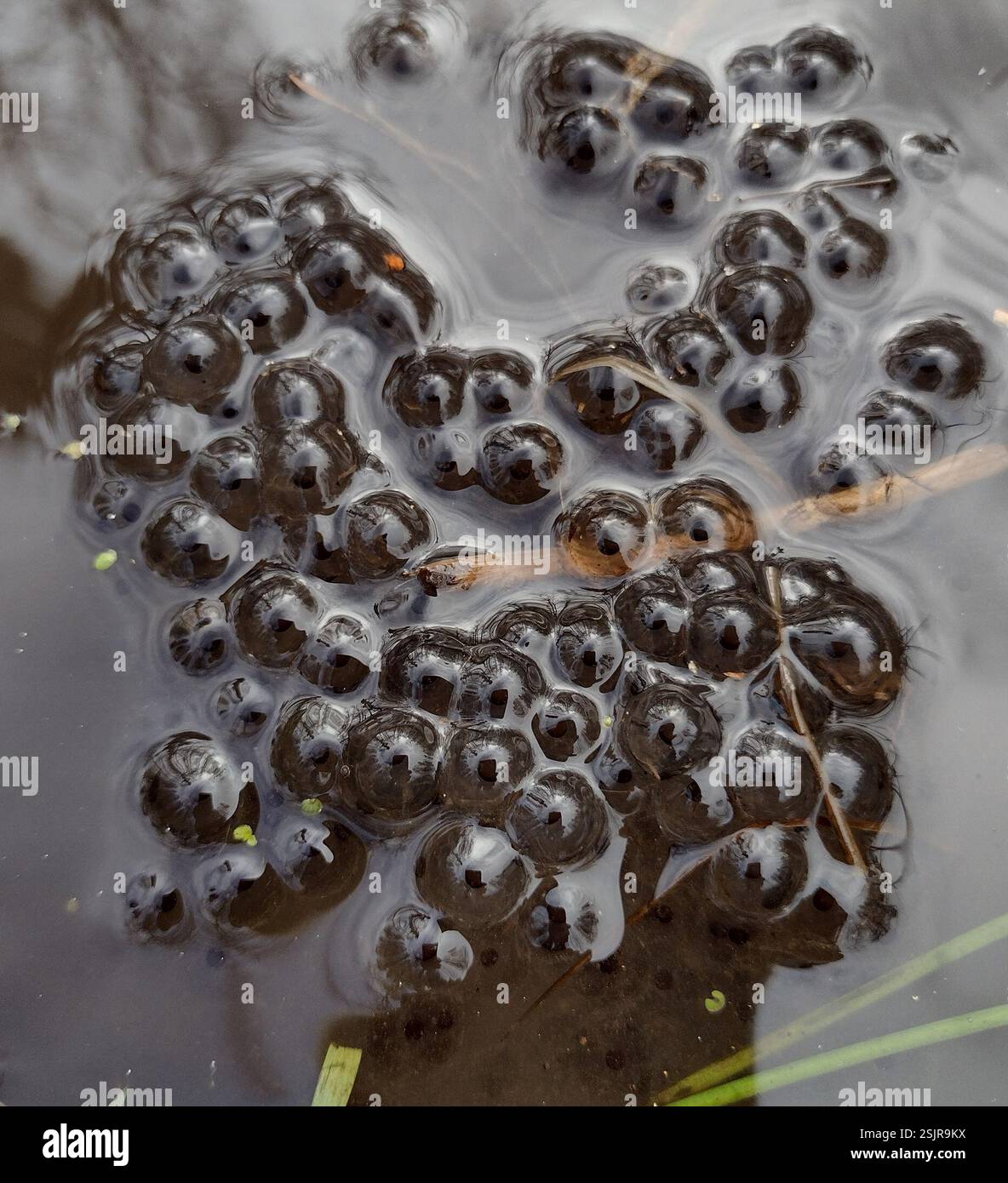 Pond Frogs (Rana), Amphibia, Wielki Kack, Gdynia, Polska, These guys ...