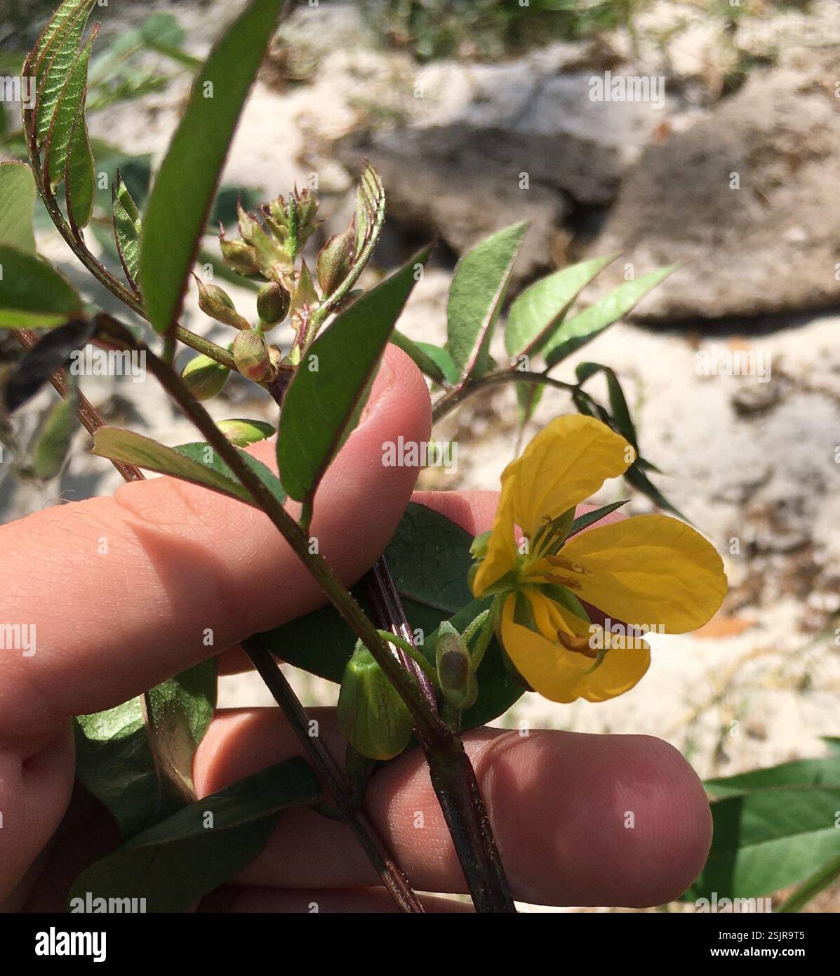 Coffee Senna (Senna occidentalis), Plantae, Myakka City, Sarasota, FL ...