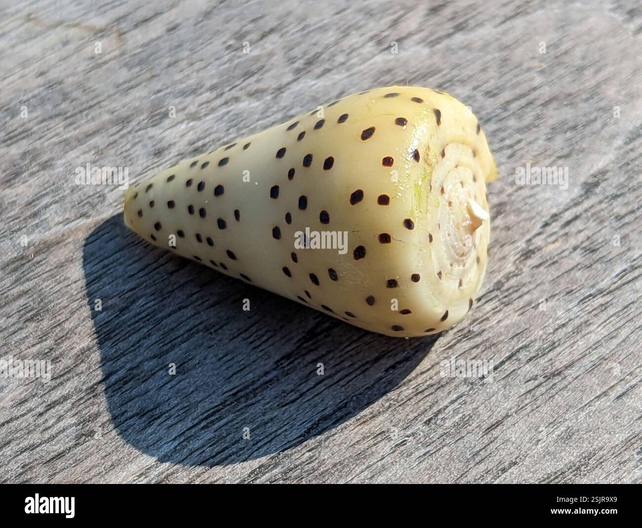 Ivory Cone (Conus eburneus), Mollusca, Kaafu Atoll, Maldives Stock ...