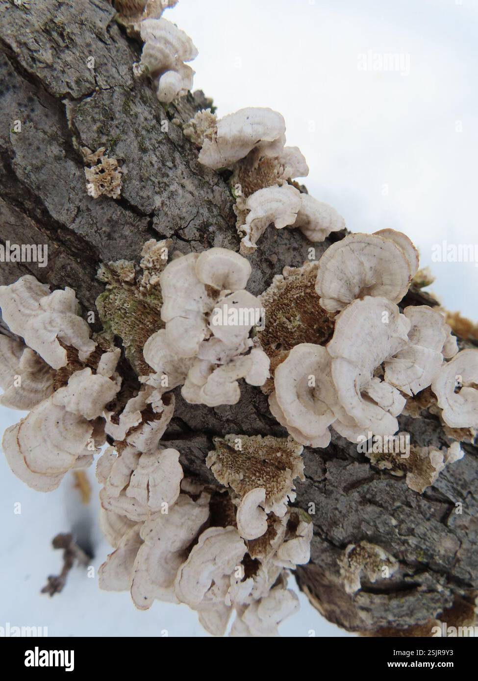 (Trichaptum), Fungi, Columbia County, WI, USA Stock Photo - Alamy