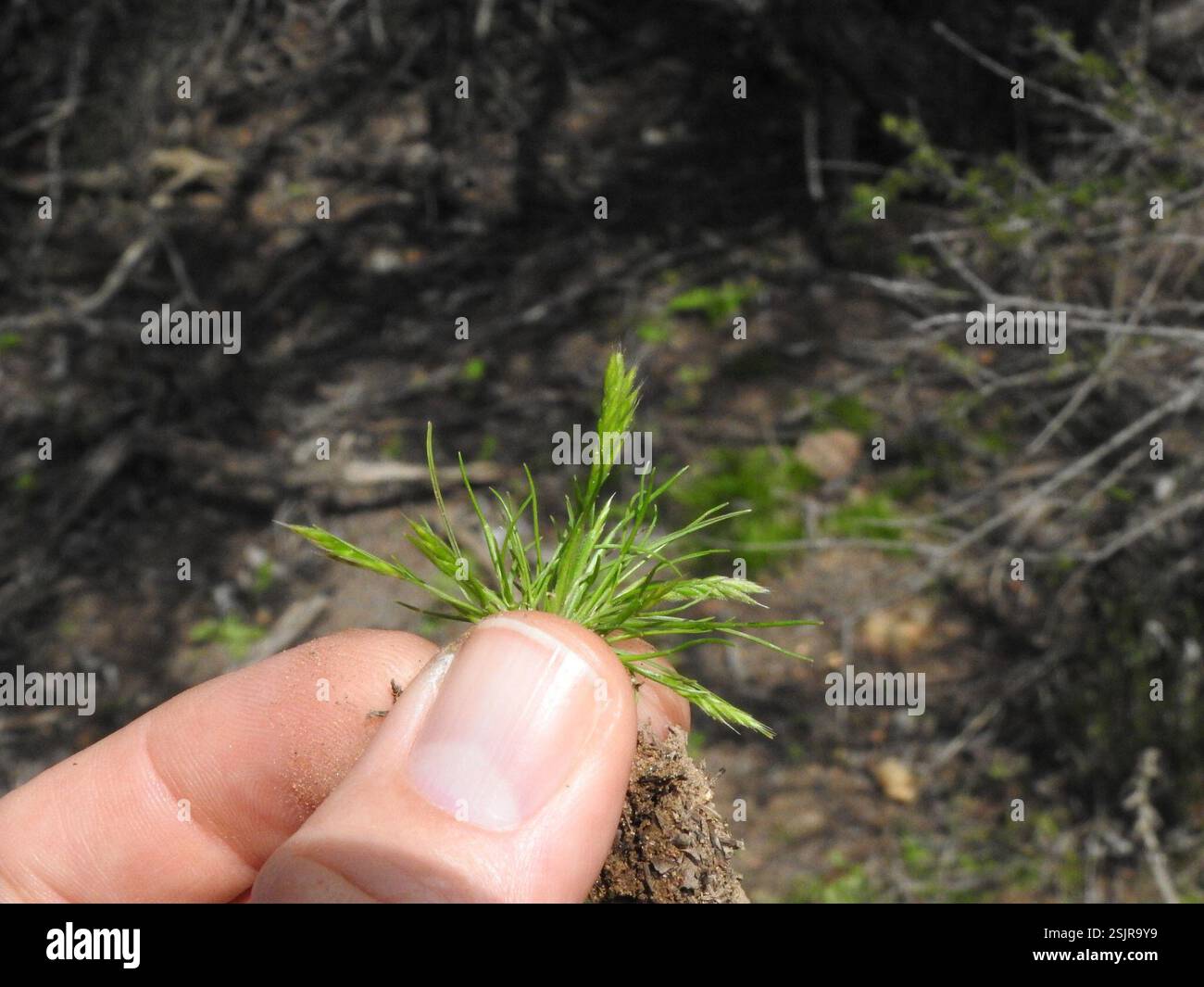sixweeks grass (Festuca octoflora), Plantae, Los Angeles, CA, USA ...
