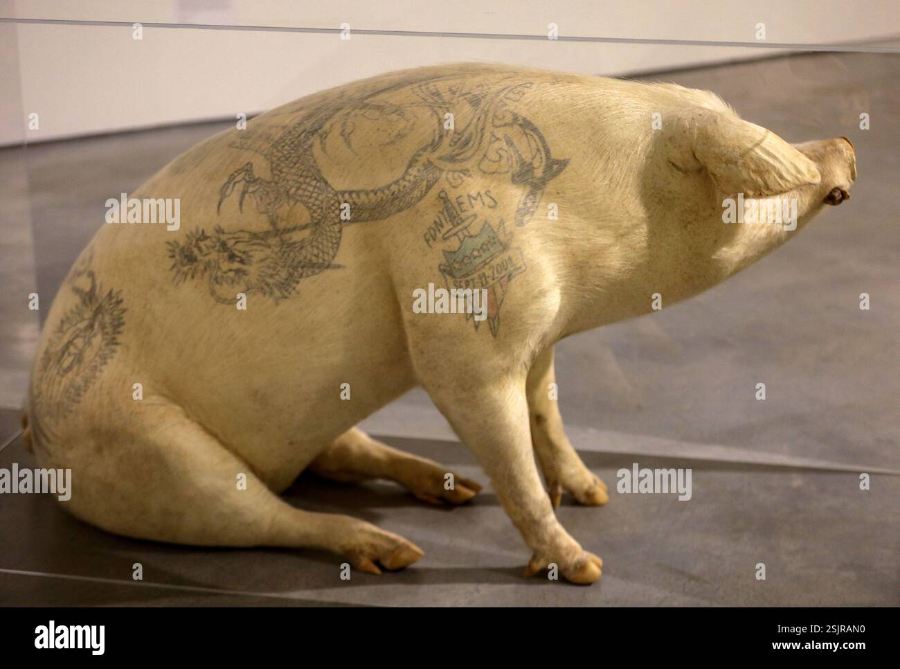 Cracow, Poland - April 25, 2019: An embalmed pig named Slobodan raised ...