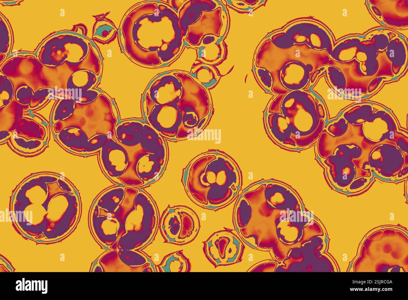 Shape of bacterial cell: cocci, bacilli, spirilla bacteria background ...