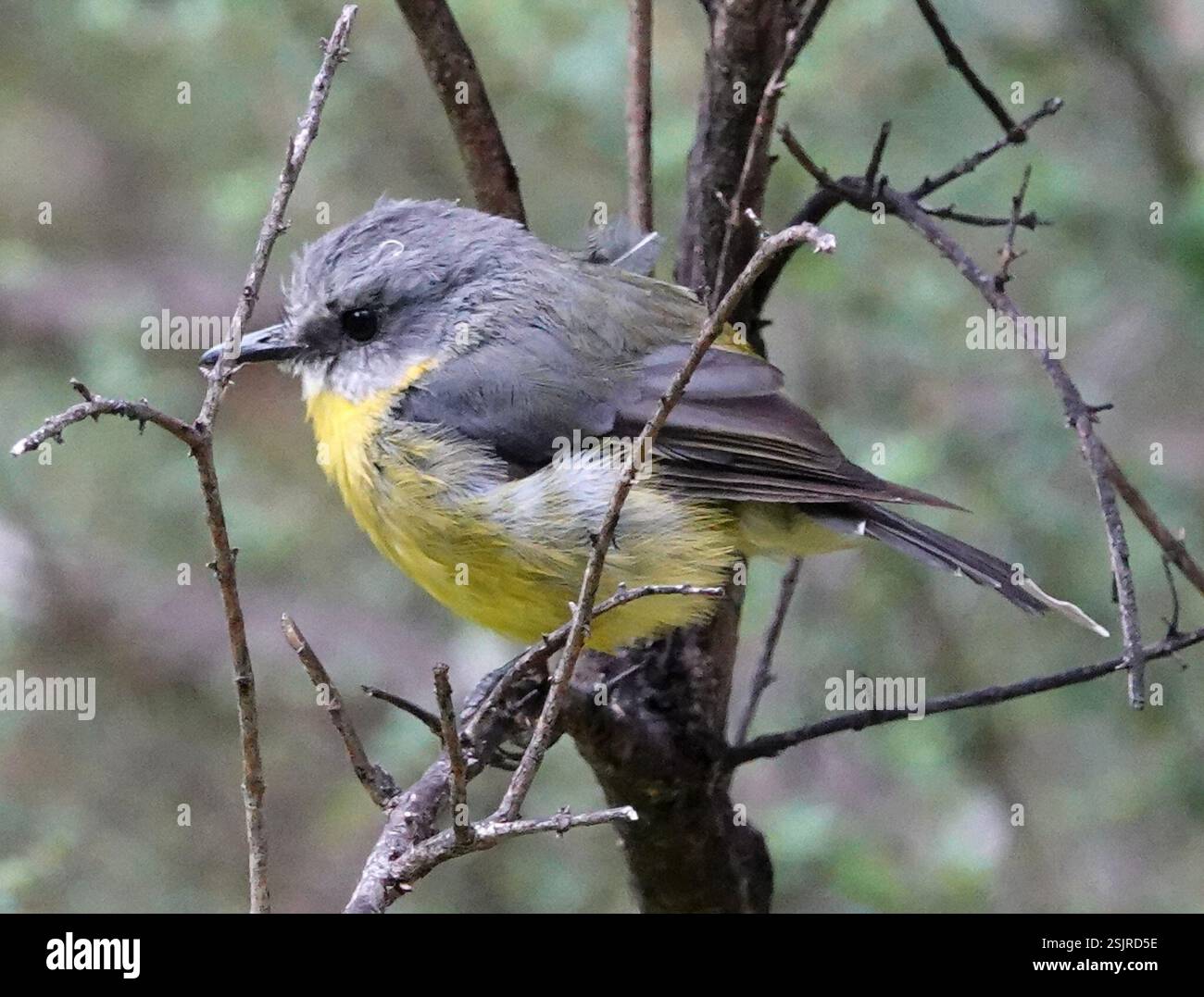 Eastern Yellow Robin (Eopsaltria australis), Aves, The Basin VIC 3154 ...