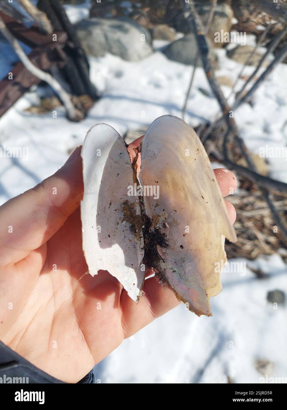Fragile Papershell (Potamilus fragilis), Mollusca, Lake Huron, CA-ON ...