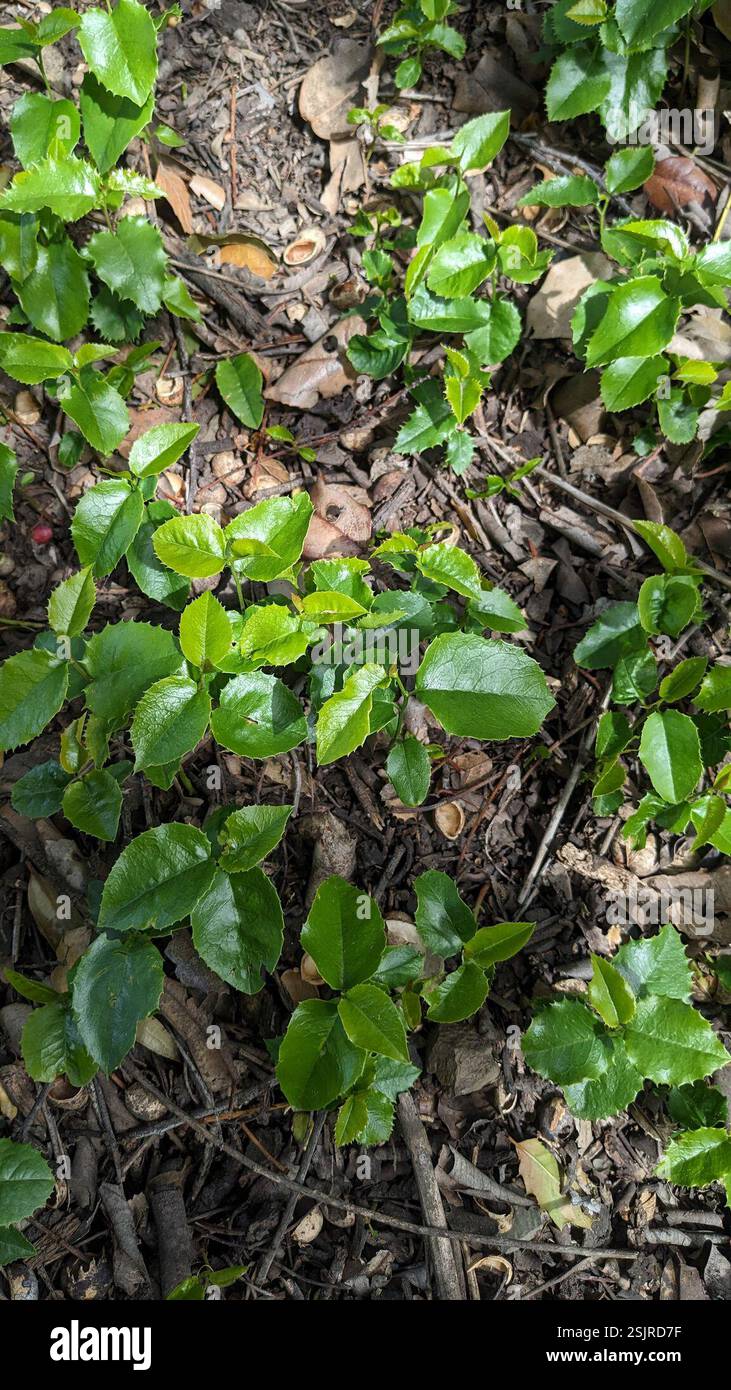 hollyleaf cherry (Prunus ilicifolia), Plantae, Westwood, Los Angeles ...