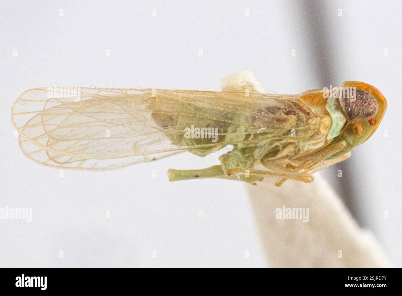 (Haplaxius spanglerorum), Insecta, Tingo María 10131, Peru, This is a ...