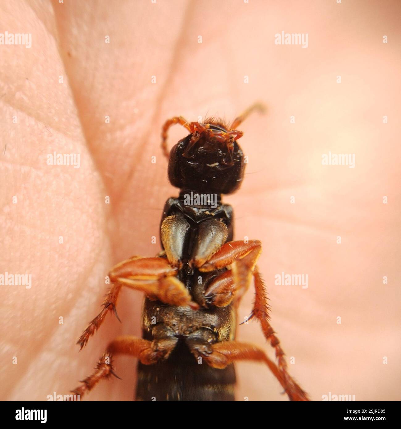 (Staphylinus caesareus), Insecta, Kosanin dol, Pancharevo, Bulgaria ...