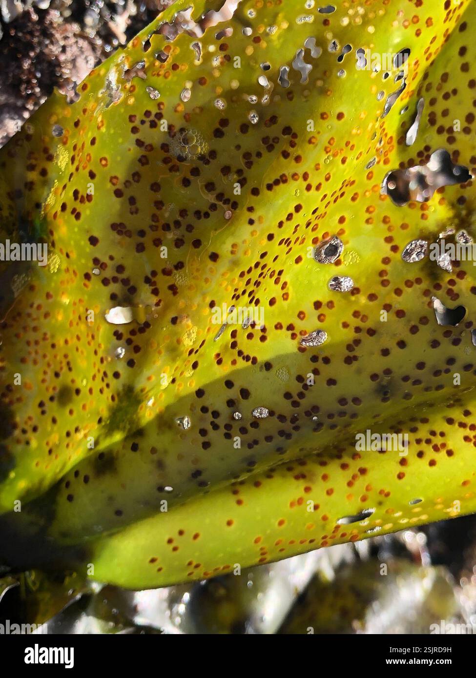 (Mazzaella flaccida), Plantae, San Mateo, Golden Gate National ...