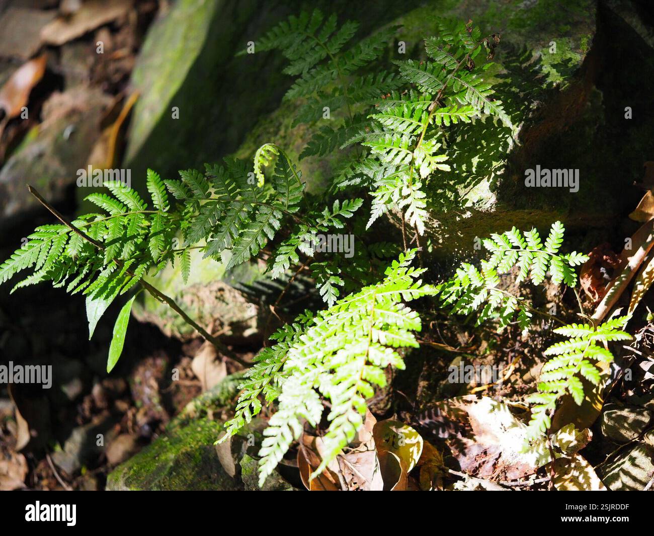 Spiny Tree Fern (Alsophila spinulosa), Plantae, 台灣新北市 Stock Photo - Alamy
