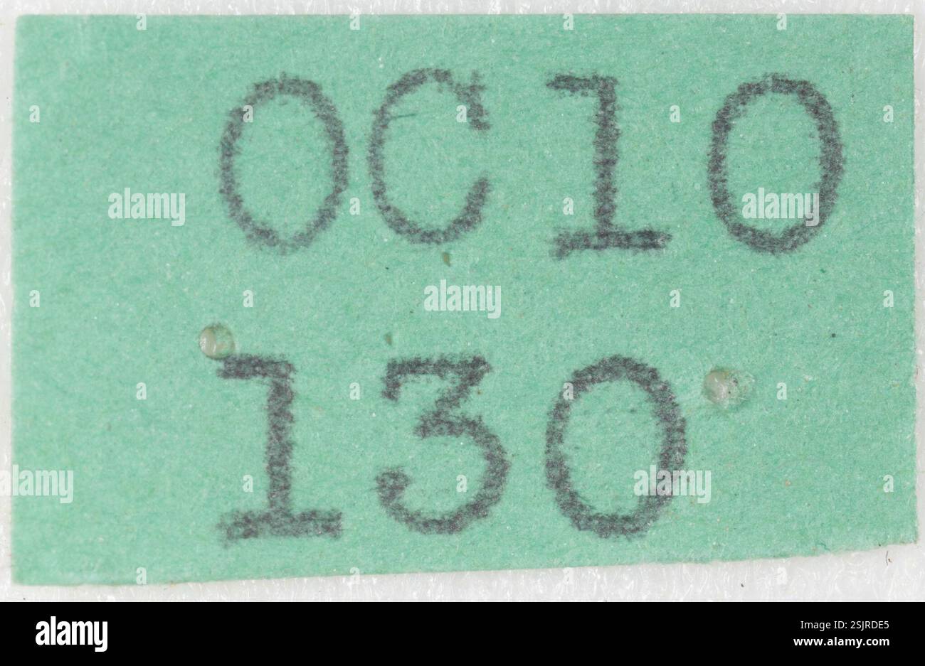 (Caudibeccus punctatus), Insecta, South Bimini, The Bahamas, This is ...