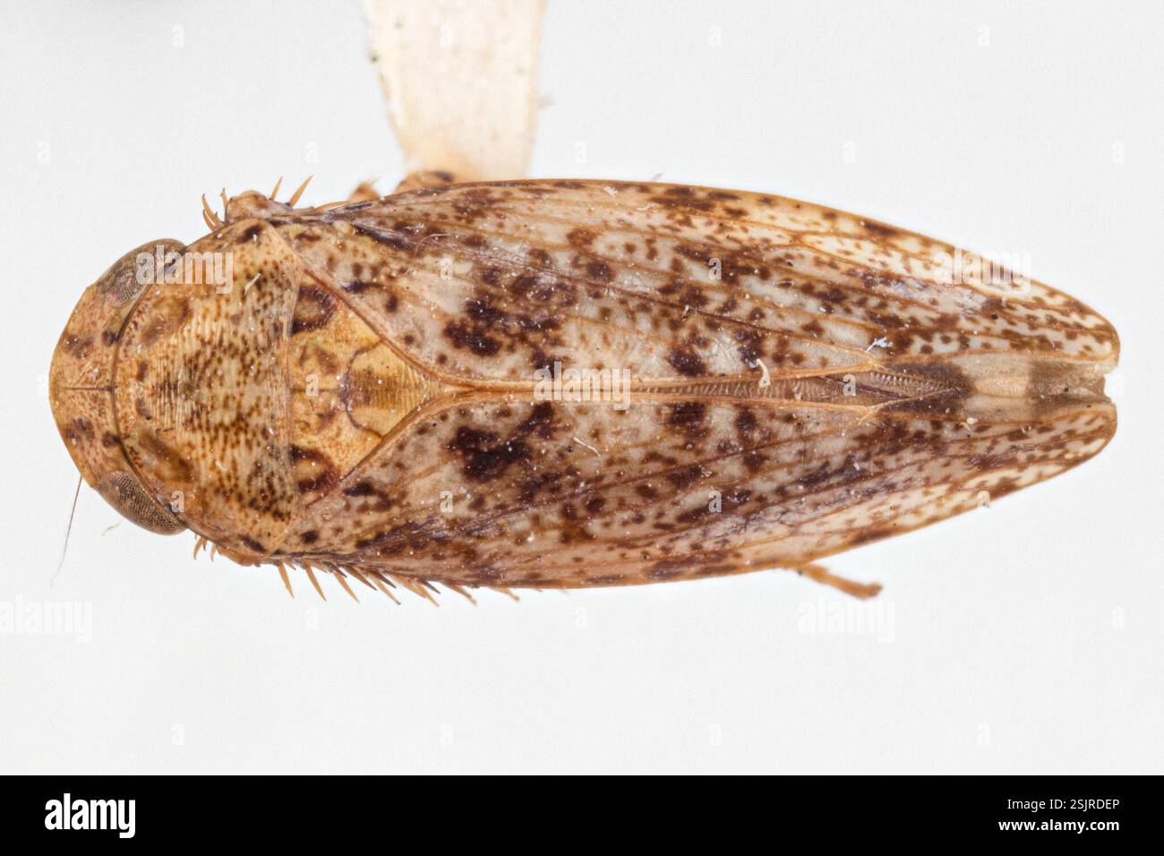 (Prairiana serrata), Insecta, South Bimini, The Bahamas, This is the ...