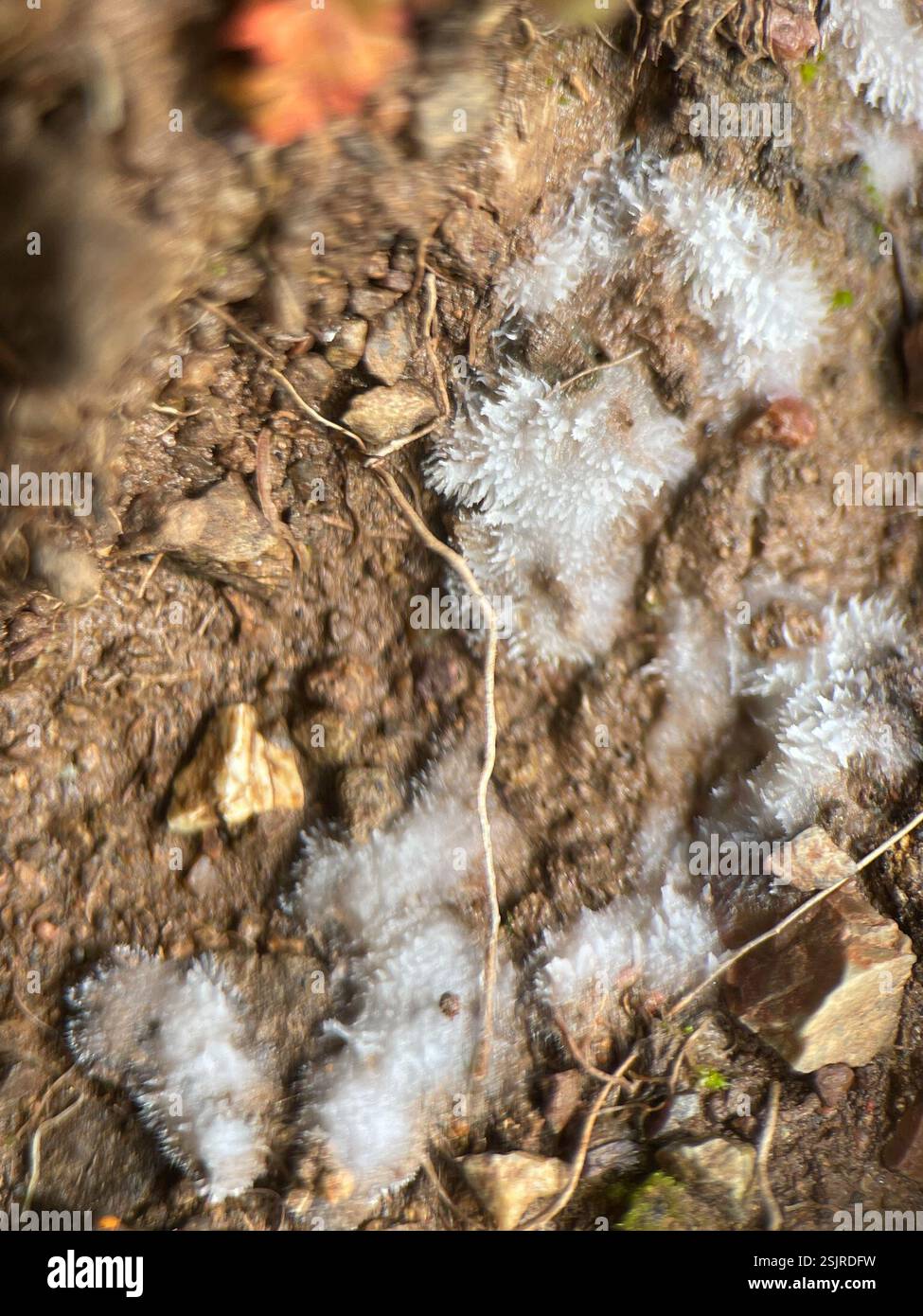(Chromelosporium), Fungi, Via Laguna Vista, San Luis Obispo, CA, US ...