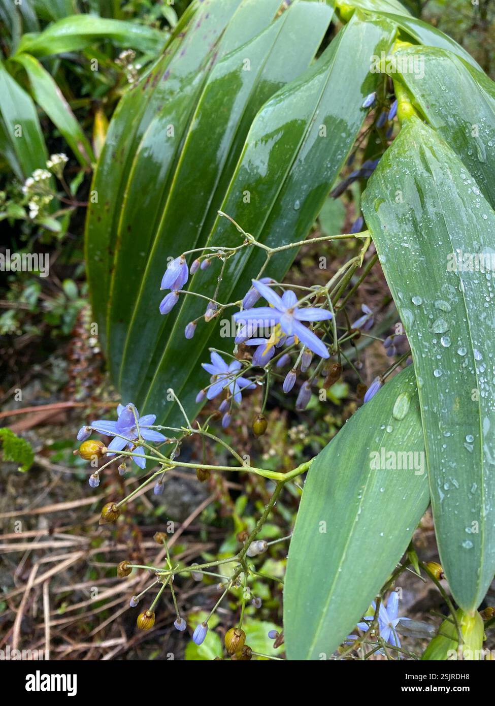 flax-lilies (Dianella), Plantae, Luzon, Hungduan, Ifugao, PH Stock ...
