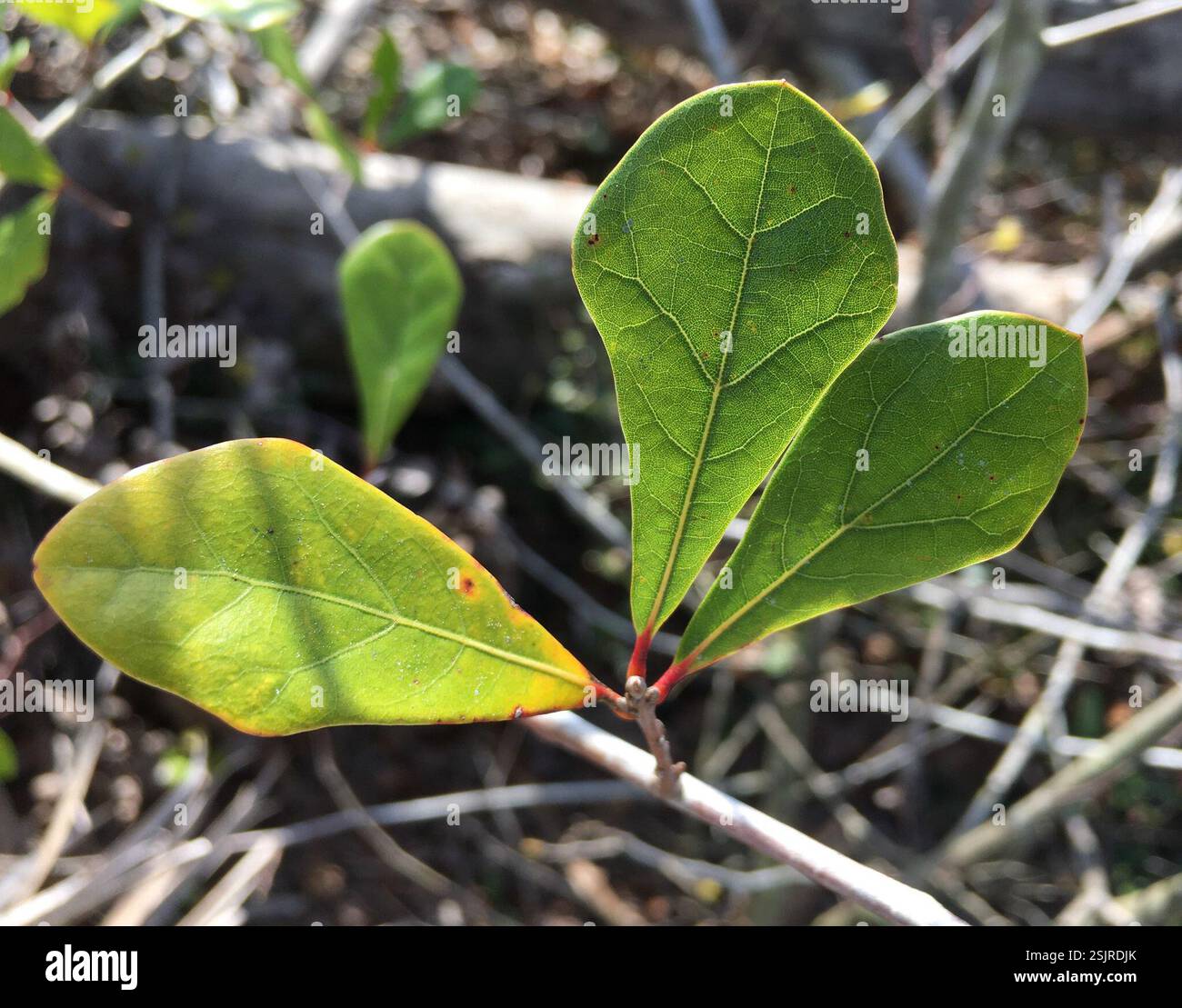 water oak (Quercus nigra), Plantae, Avon Park, FL, US, Yellow sand ...