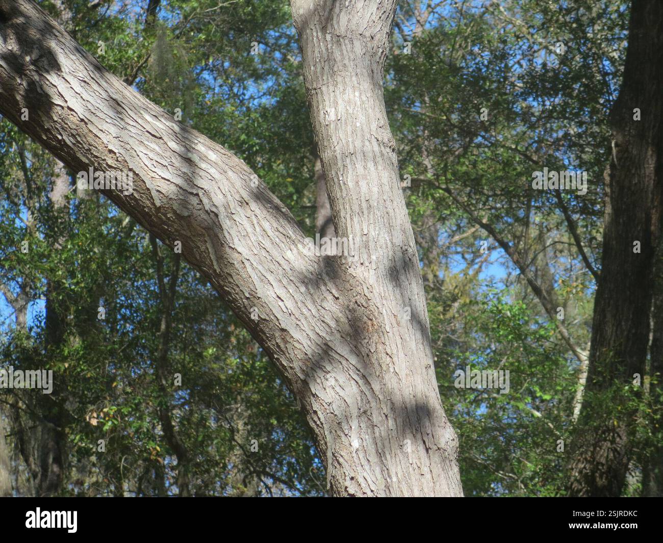 Mulberries (Morus), Plantae, Windsor Forest, Savannah, GA, USA, has big ...