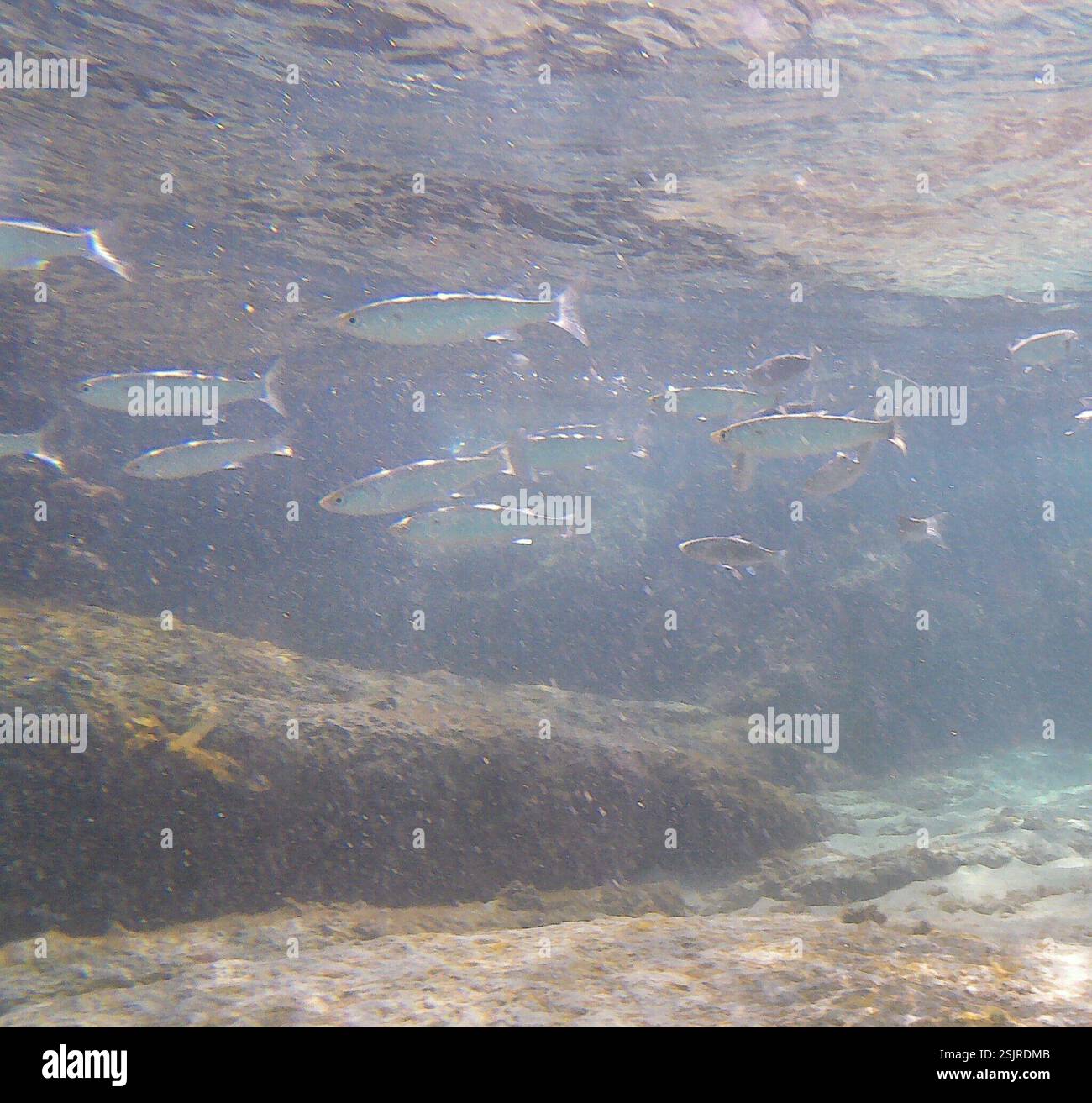Yelloweye Mullet (Aldrichetta forsteri), Actinopterygii, Wilsons ...