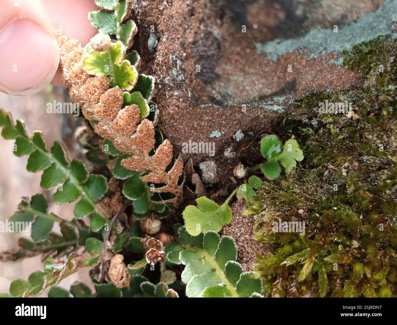 Rustyback (Asplenium ceterach), Plantae, West Kirby, UK Stock Photo - Alamy