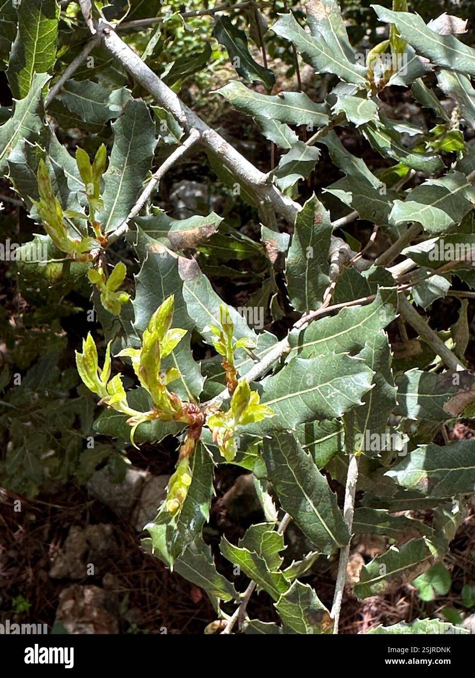 Kermes oak (Quercus coccifera), Plantae, Northern District, IL Stock ...