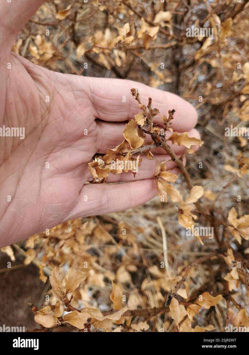 Wavyleaf Oak (Quercus × undulata), Plantae, Capulin Volcano National ...
