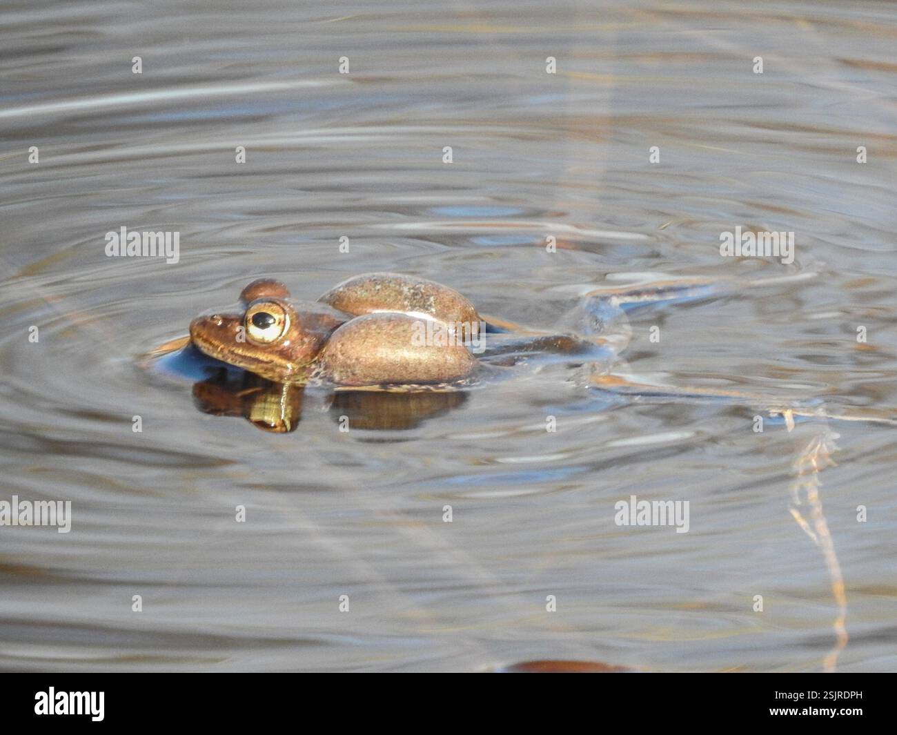 Wood Frog (Lithobates sylvaticus), Amphibia, Westborough, MA, USA Stock ...