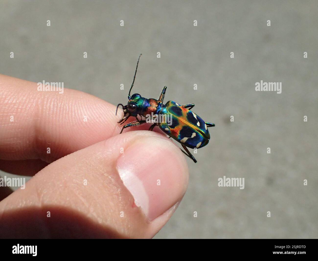 Cicindela chinensis japonica hi-res stock photography and images - Alamy