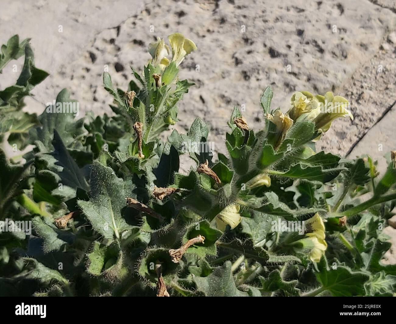 white henbane (Hyoscyamus albus), Plantae, Imgerbeb, Valletta, Malta ...